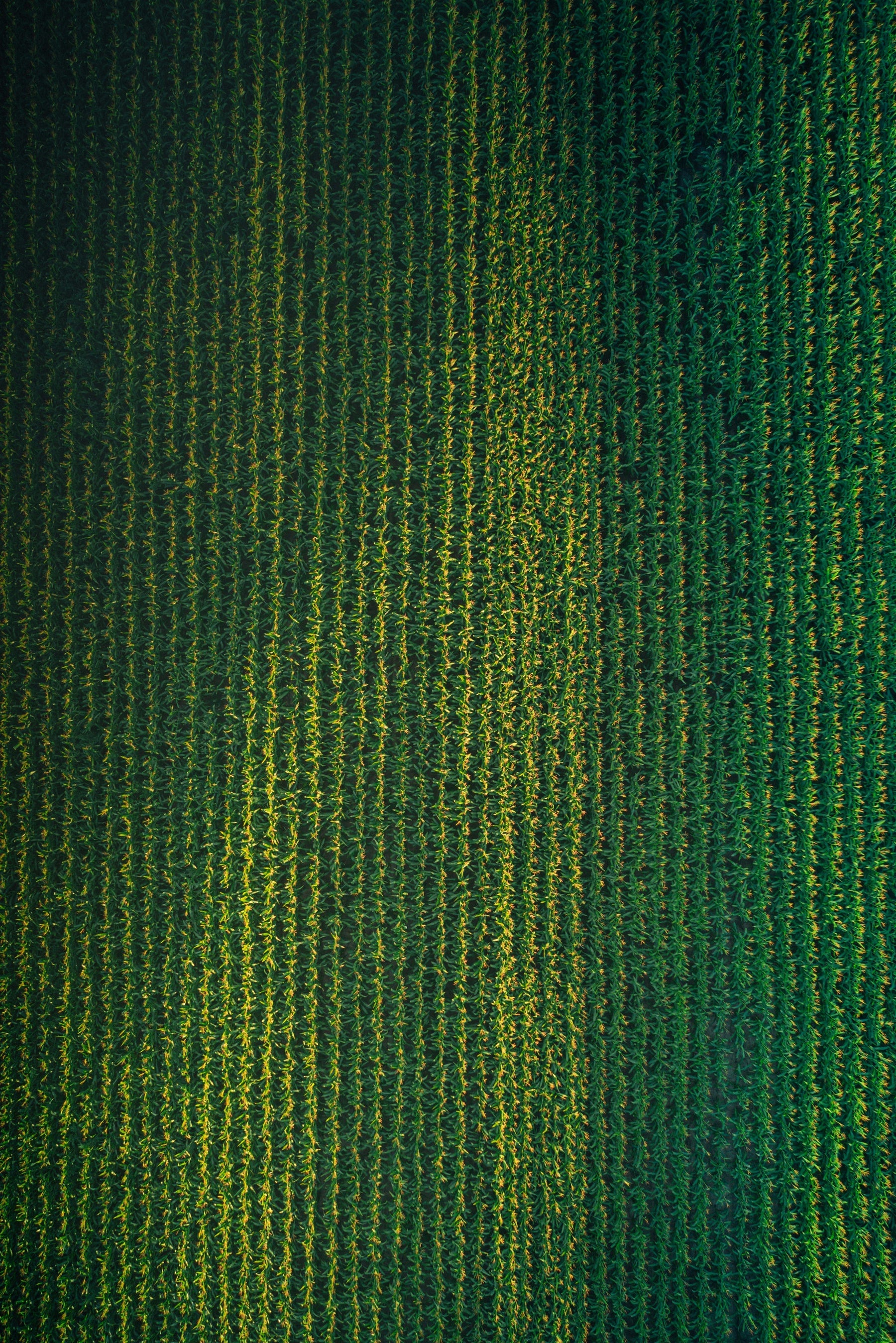 The 1800+ (and counting!) Corn Derivatives You Never Would Have Guesse ...